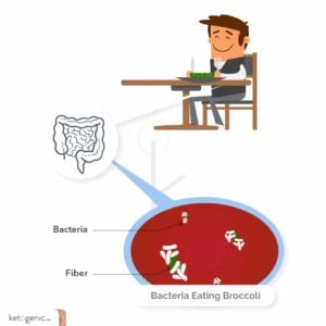 Net Carbs and Fiber: Are Fibers Truly Ketogenic? - Keto Science