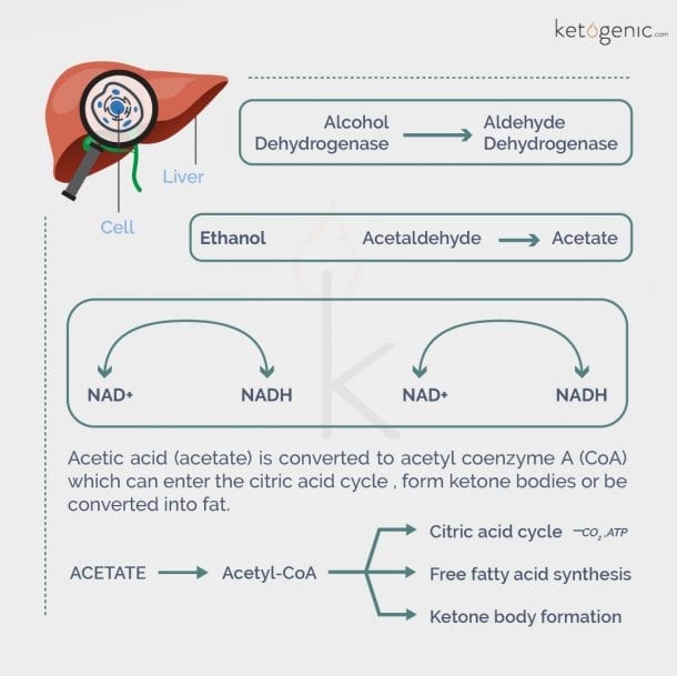 Are There Different Types of Ketosis? - Keto Science