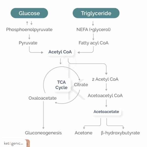 Are There Different Types of Ketosis? - Keto Science