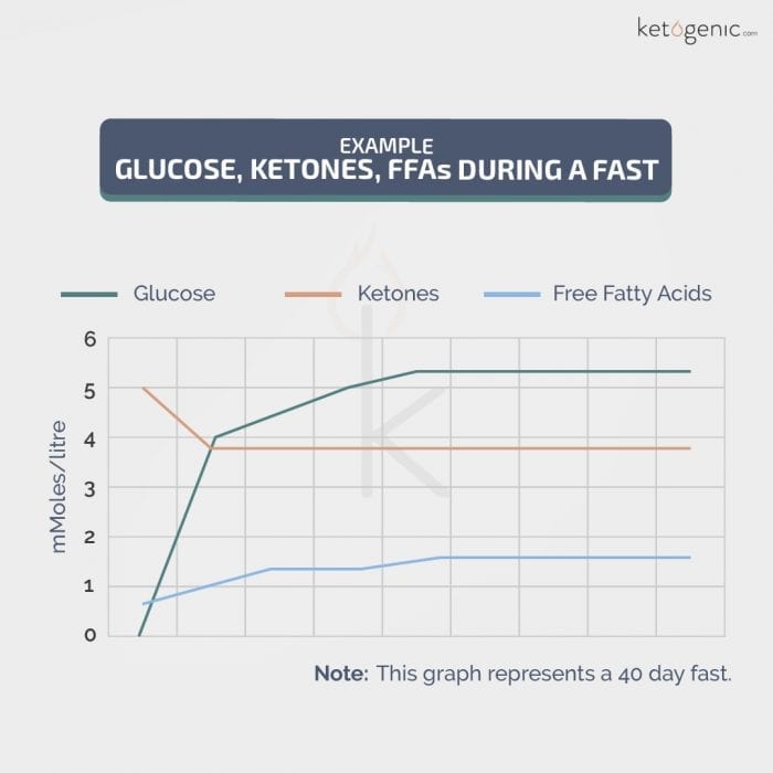 Are There Different Types of Ketosis? - Keto Science