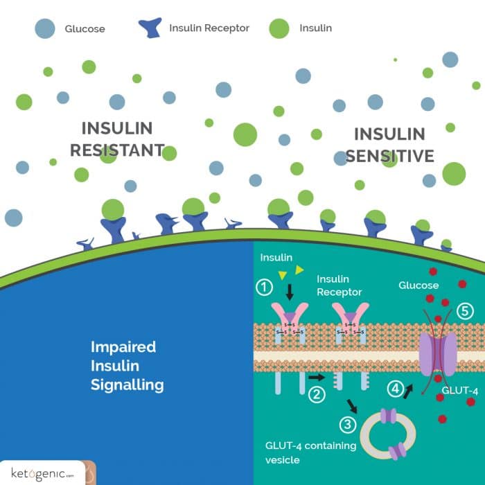 Insulin in Context - Keto Science