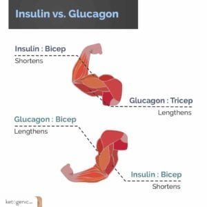 Insulin in Context - Keto Science