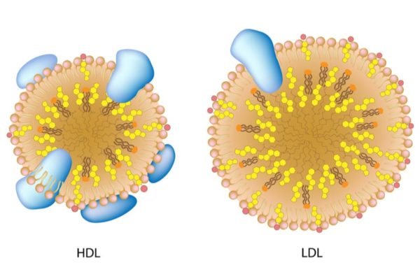 Keto and HDL Cholesterol Levels - Keto Science