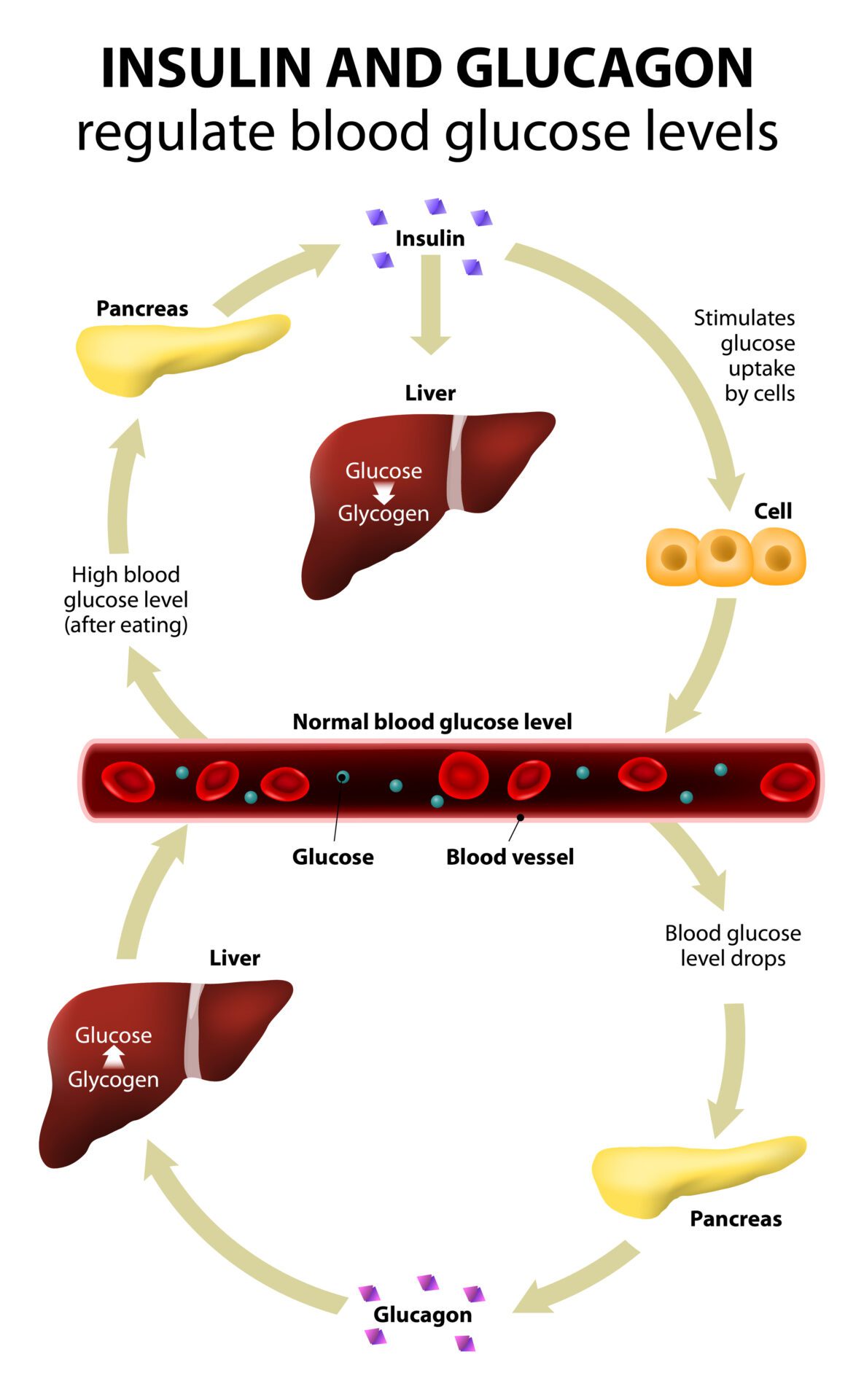 How To Lower Blood Sugar Naturally LaptrinhX News How To Lower Blood Sugar Naturally LaptrinhX News