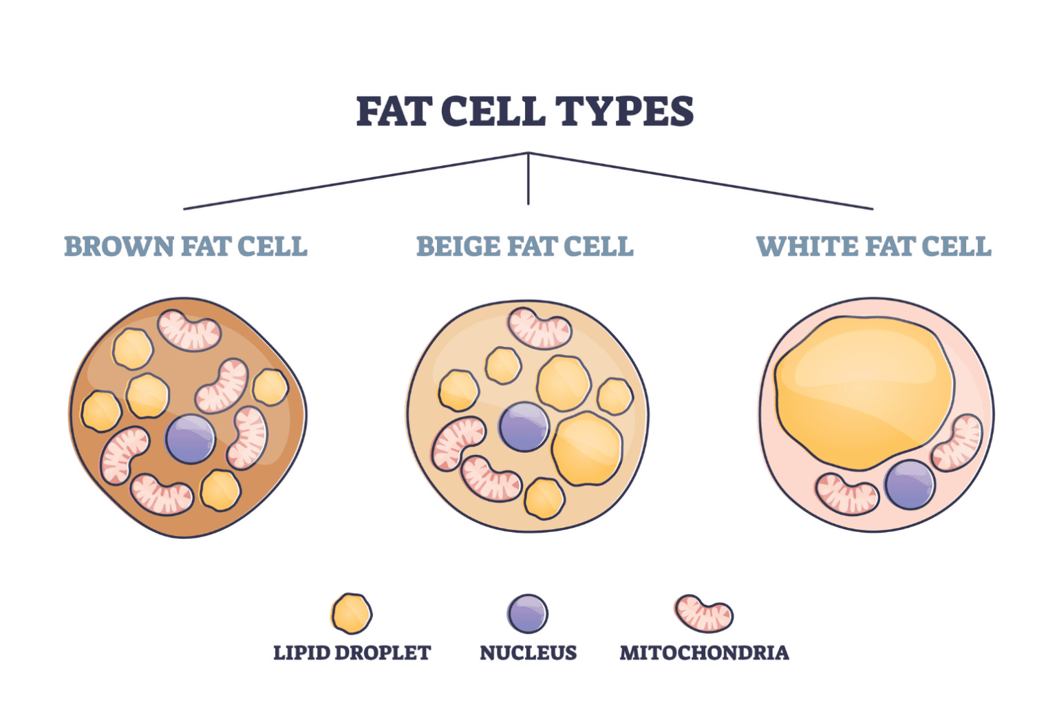 How to Increase Brown Fat - Keto Lifestyle